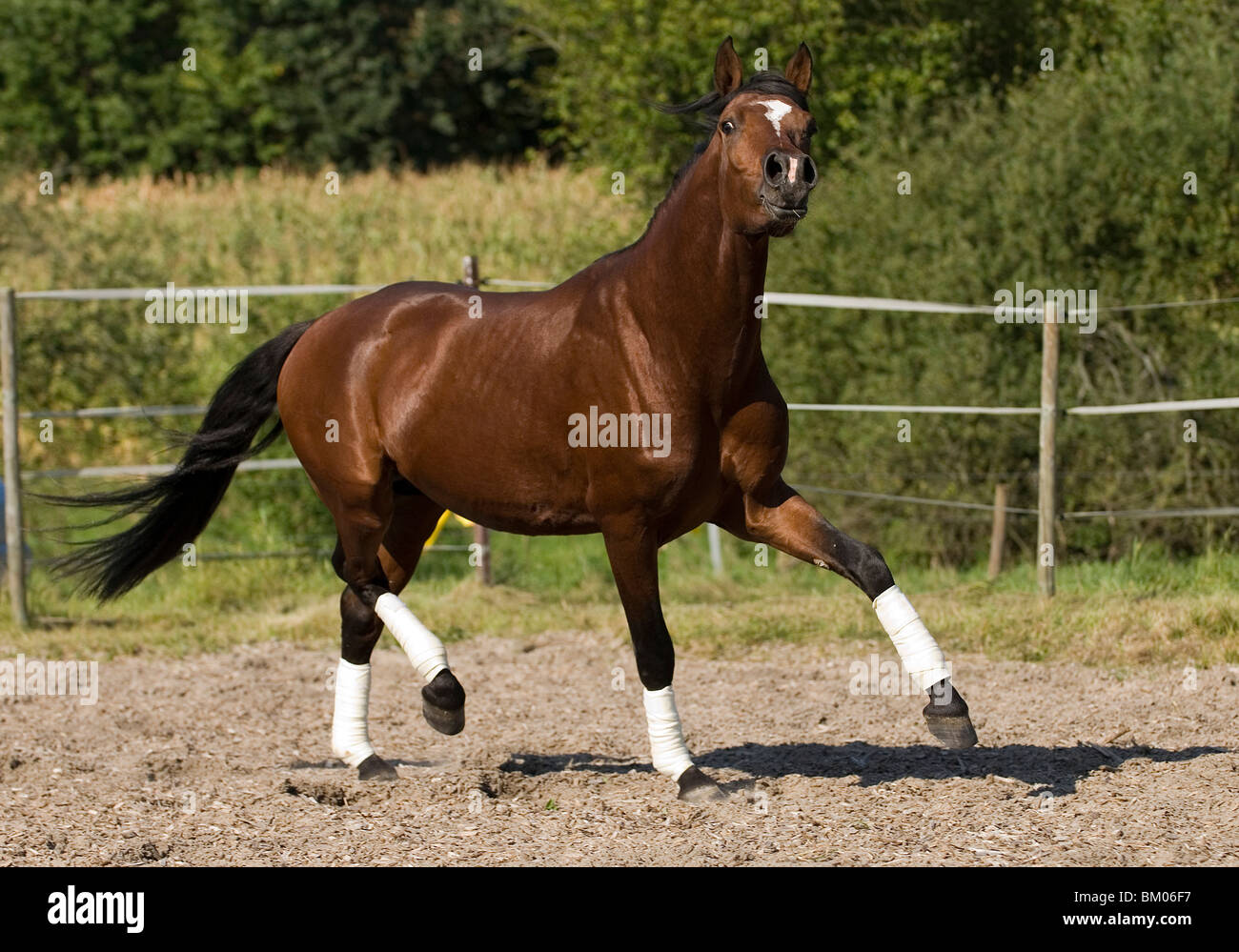 trotting pony stallion Stock Photo - Alamy