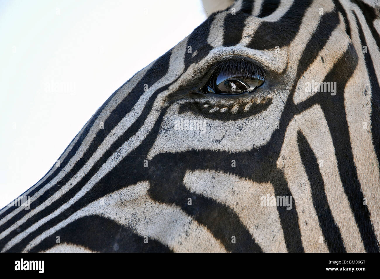 Zebra eye hi-res stock photography and images - Alamy