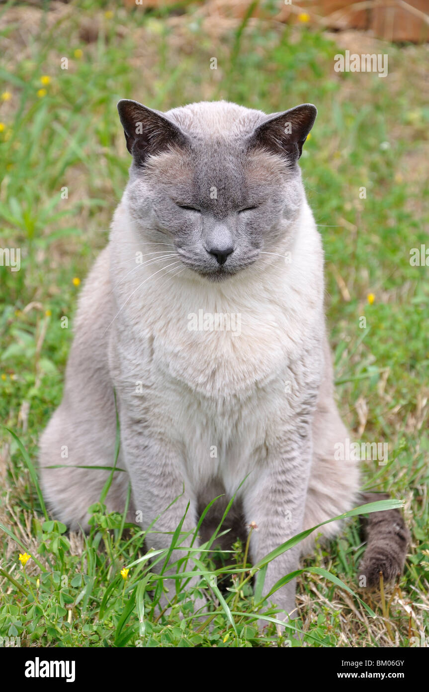 Siamese Blue Point cat Stock Photo - Alamy