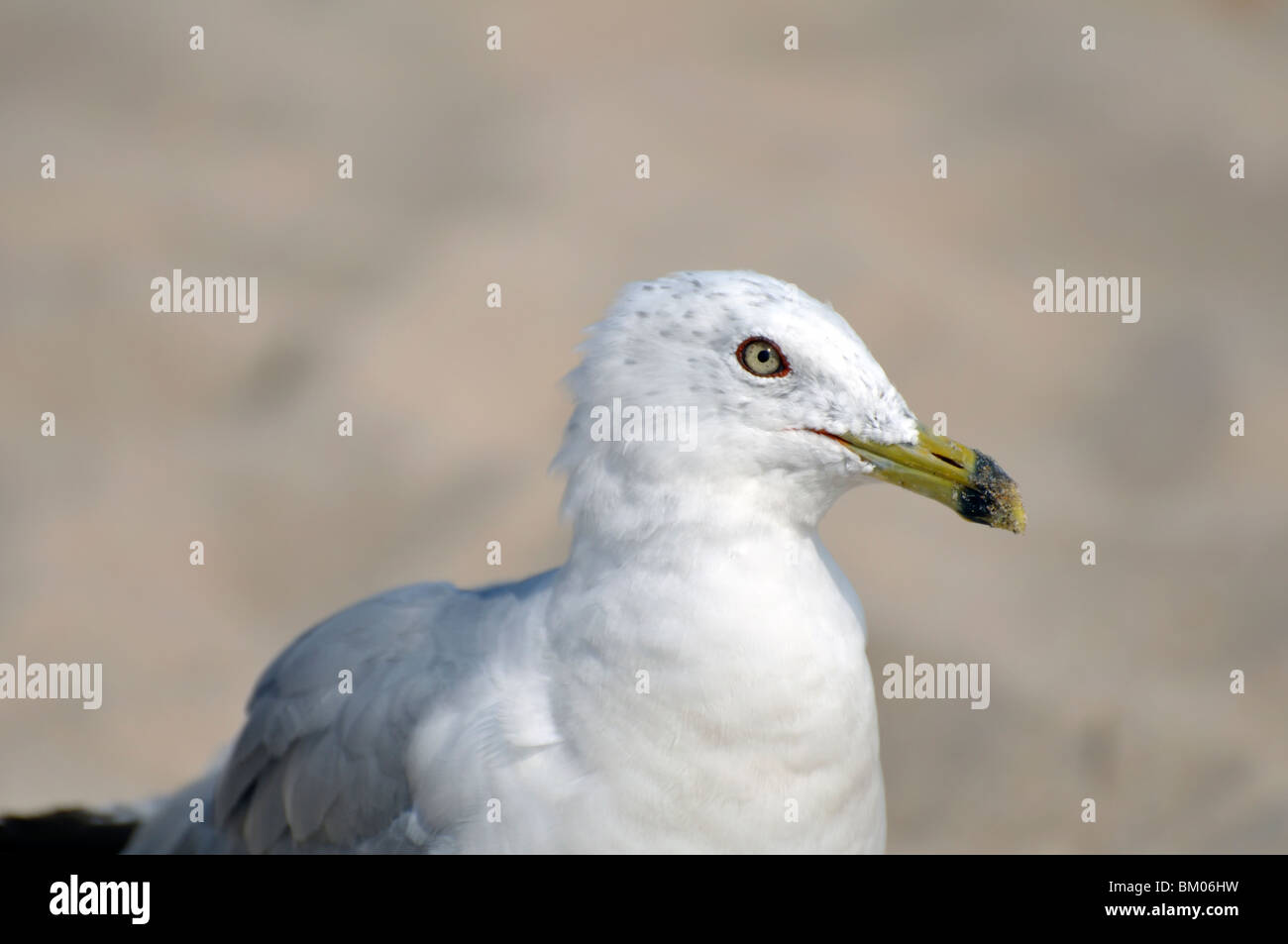 Seagull head hi-res stock photography and images - Alamy