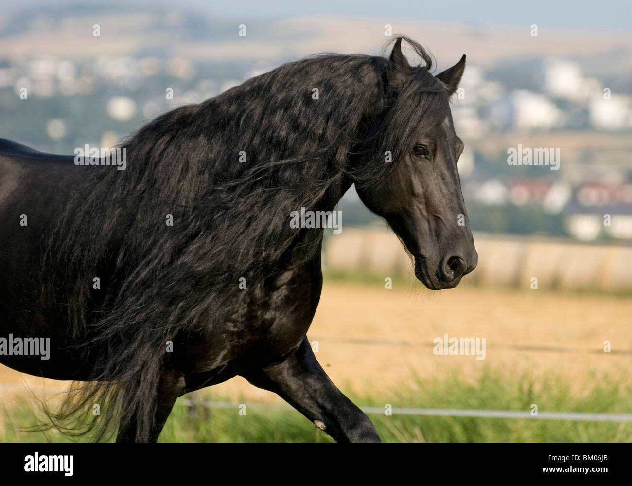 frisian stallion portrait Stock Photo - Alamy