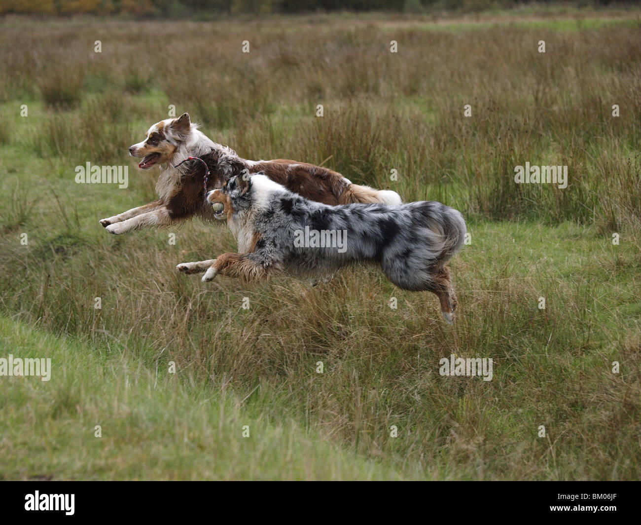 Leaping australian shepherd hi-res stock photography and images - Alamy