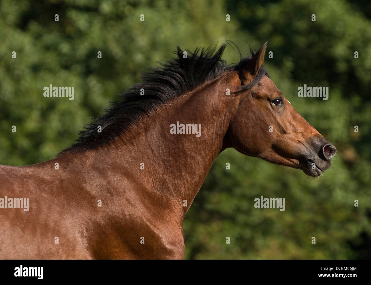 pony stallion portrait Stock Photo - Alamy