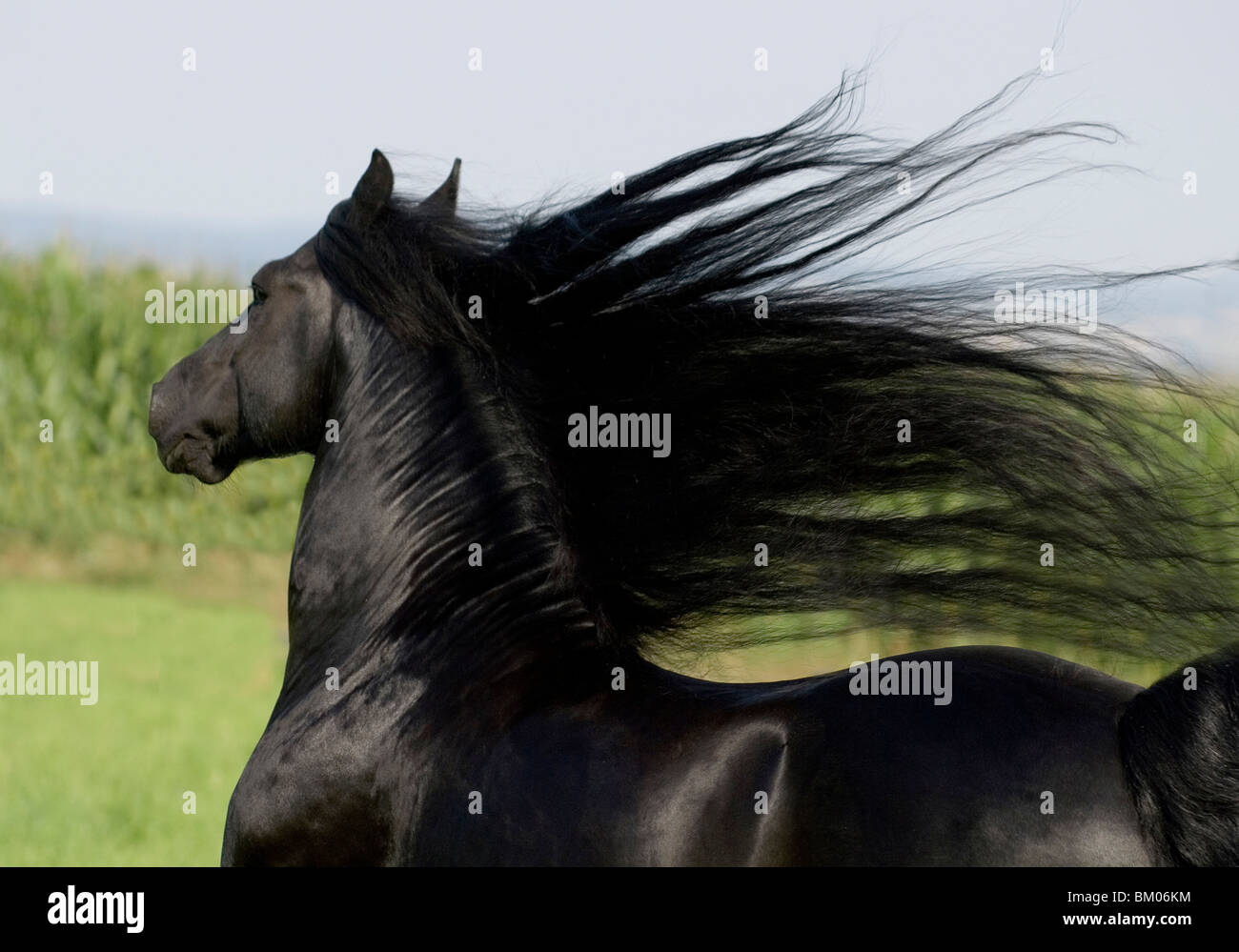 frisian stallion portrait Stock Photo - Alamy