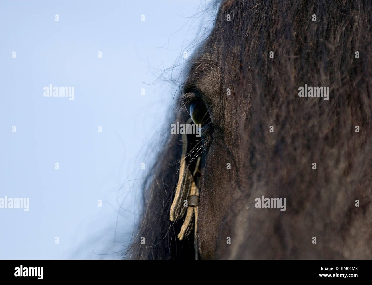 Friesian horse close up eye hi-res stock photography and images - Alamy