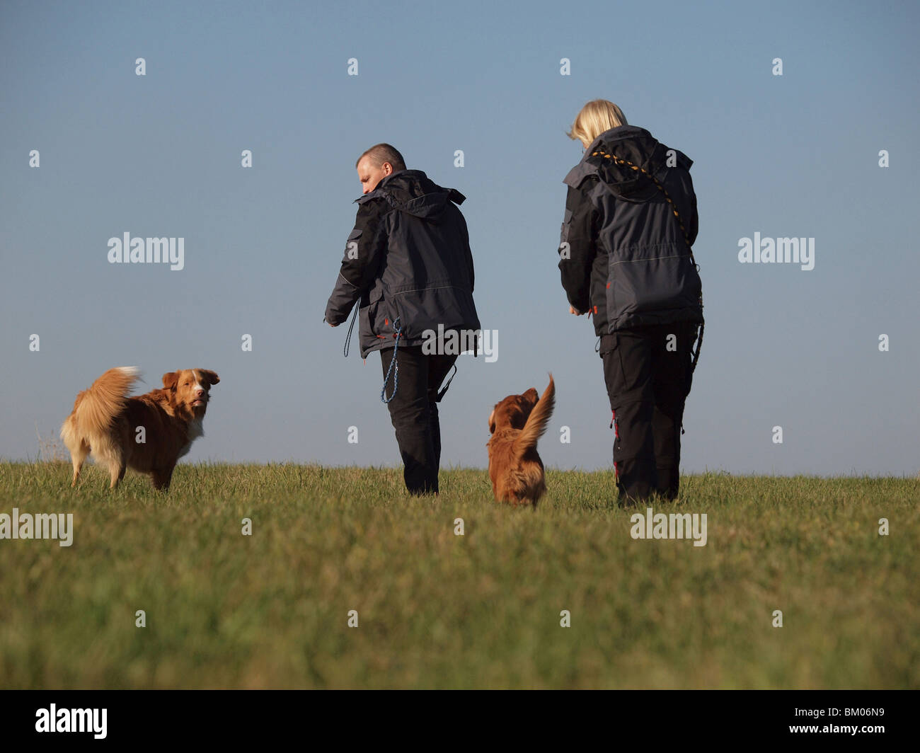 humans and Nova Scotia Duck Tolling Retriever Stock Photo - Alamy