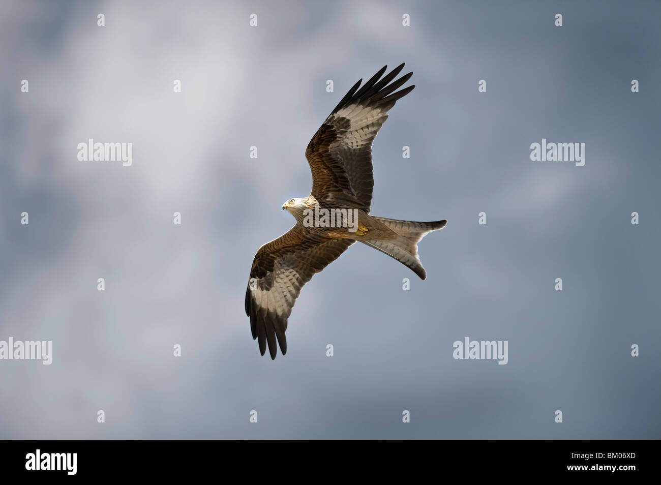 Red kite taken in Scotland in April 2010 Stock Photo - Alamy