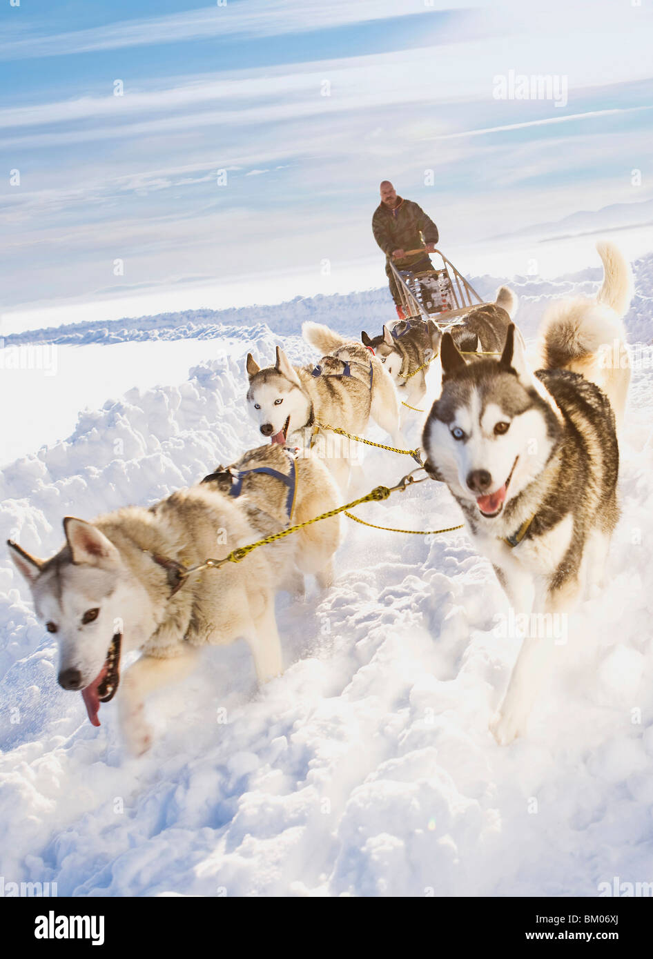 Dog sled hi-res stock photography and images - Alamy