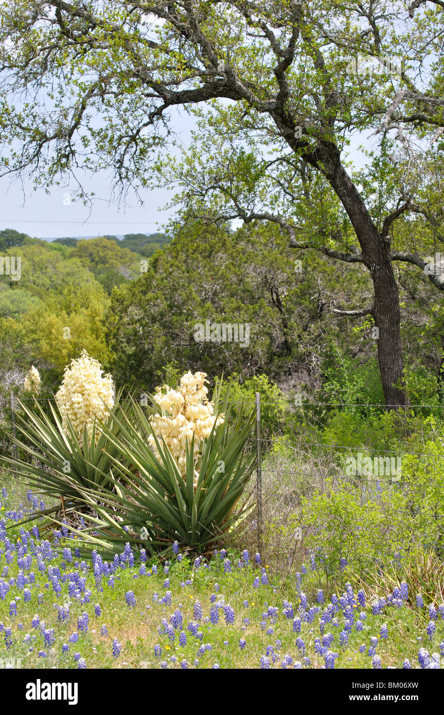 Yucca plant tx hi-res stock photography and images - Alamy