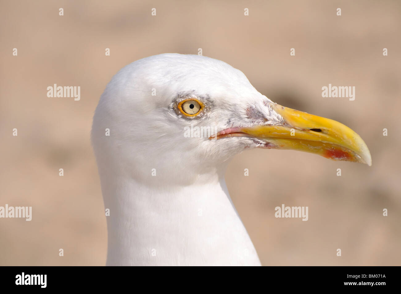 Seagull head hi-res stock photography and images - Alamy
