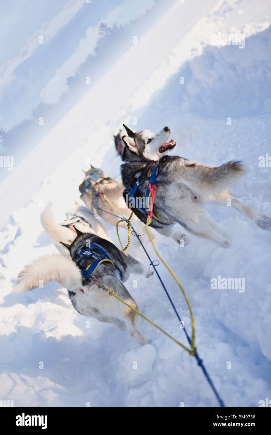Four dog sled hi-res stock photography and images - Alamy
