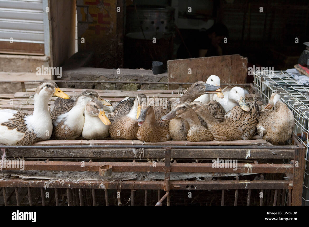 Live Ducks at Chongqing Market, Chongqing, China Stock Photo - Alamy