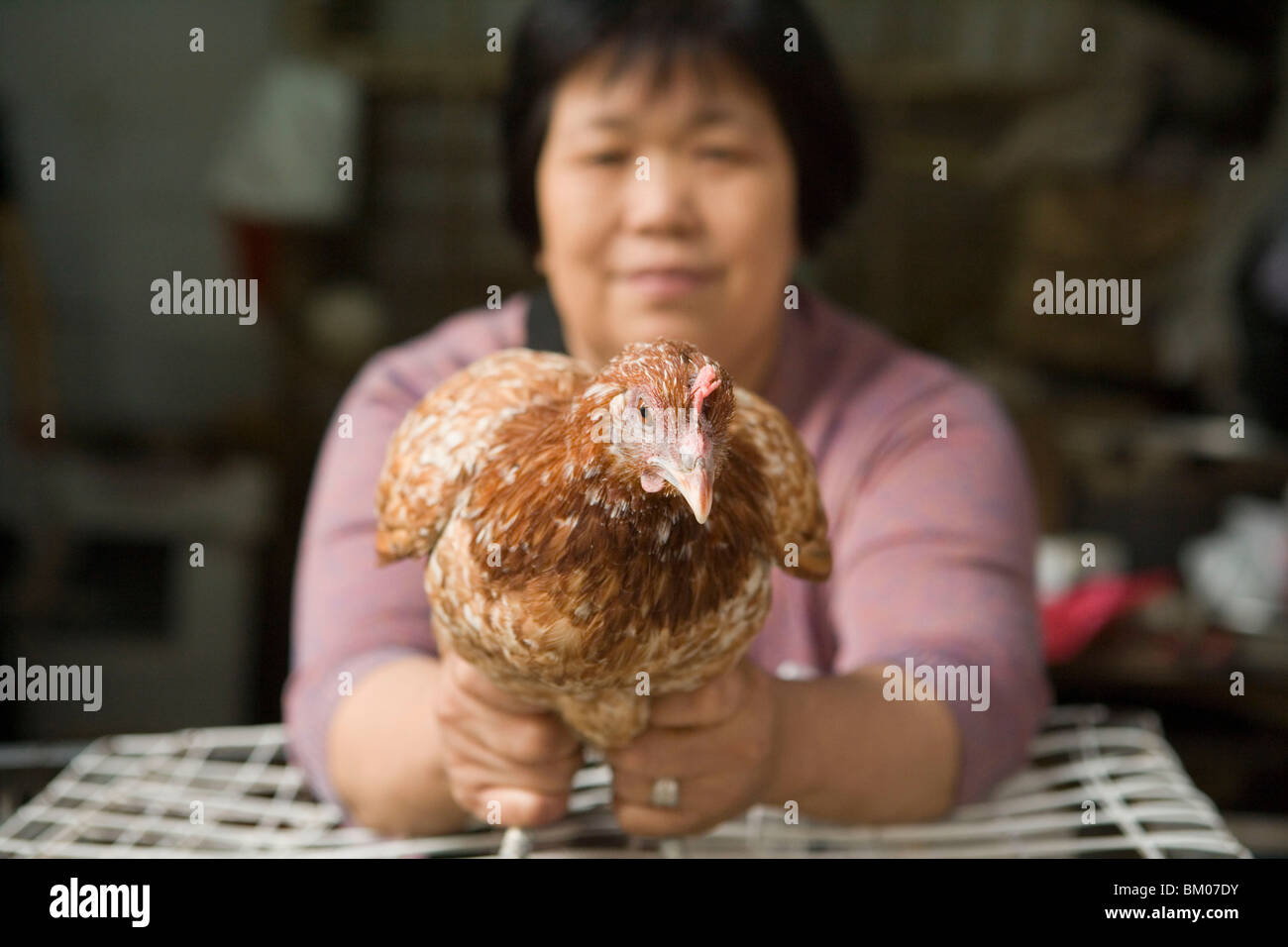 Woman with Live Chicken at Chongqing Market, Chongqing, China Stock ...