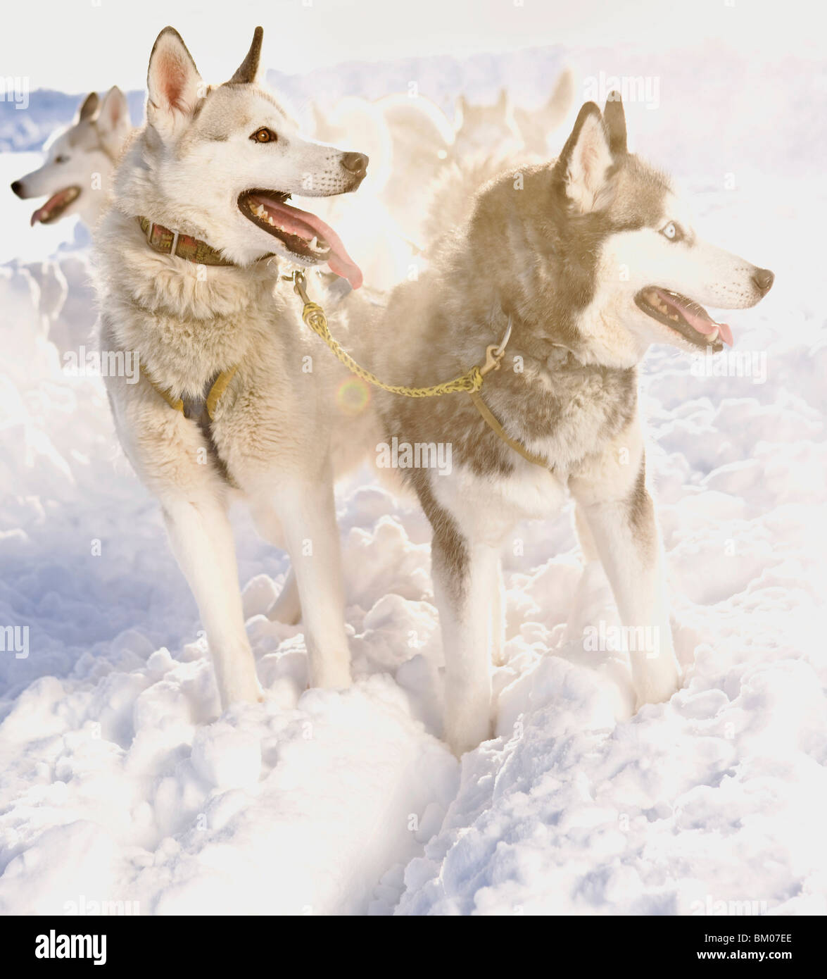 Operation husky hi-res stock photography and images - Alamy