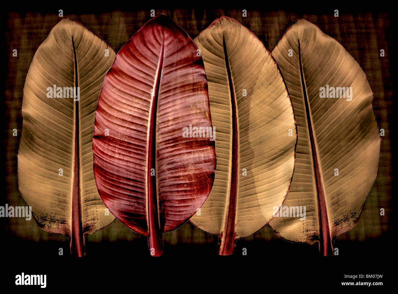 Four Red Banana Leaves Stock Photo - Alamy