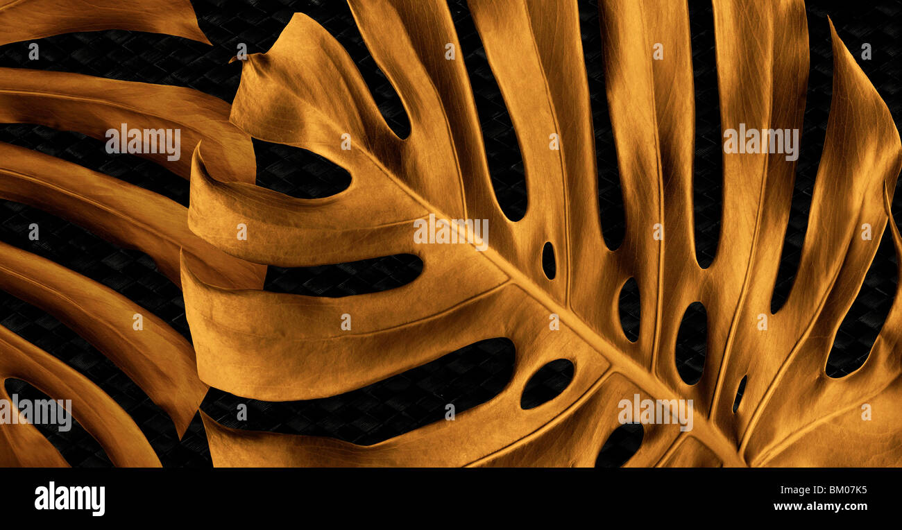 Close up of exotic golden Hawaiian plant leaf Stock Photo - Alamy