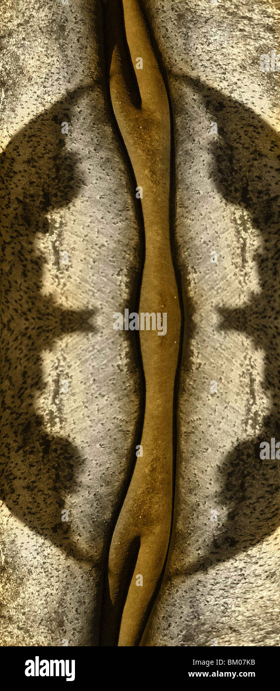 Gold bark hi-res stock photography and images - Alamy