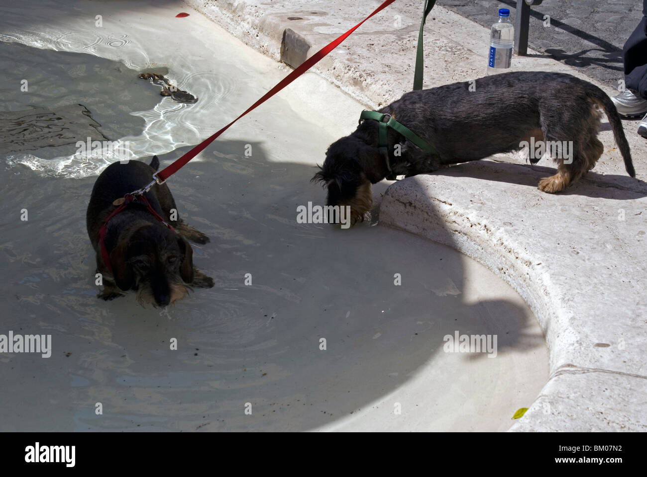 Dog drinking from water fountain hi-res stock photography and images ...
