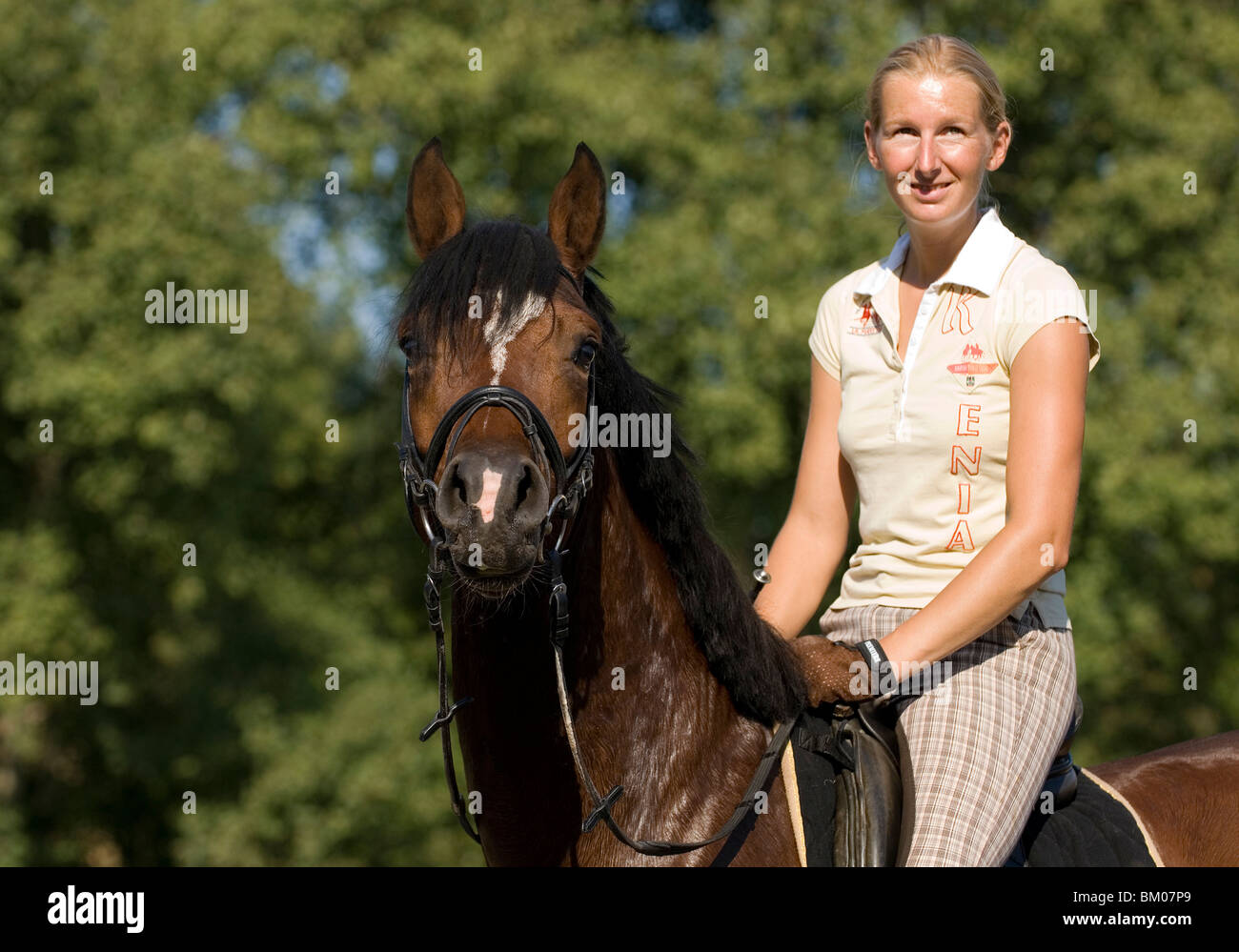 pony stallion under saddle Stock Photo - Alamy