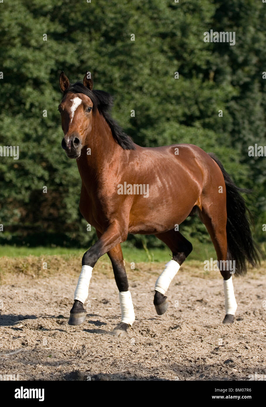 trotting pony stallion Stock Photo - Alamy