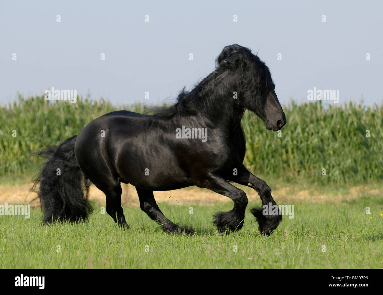 galloping frisian stallion Stock Photo - Alamy