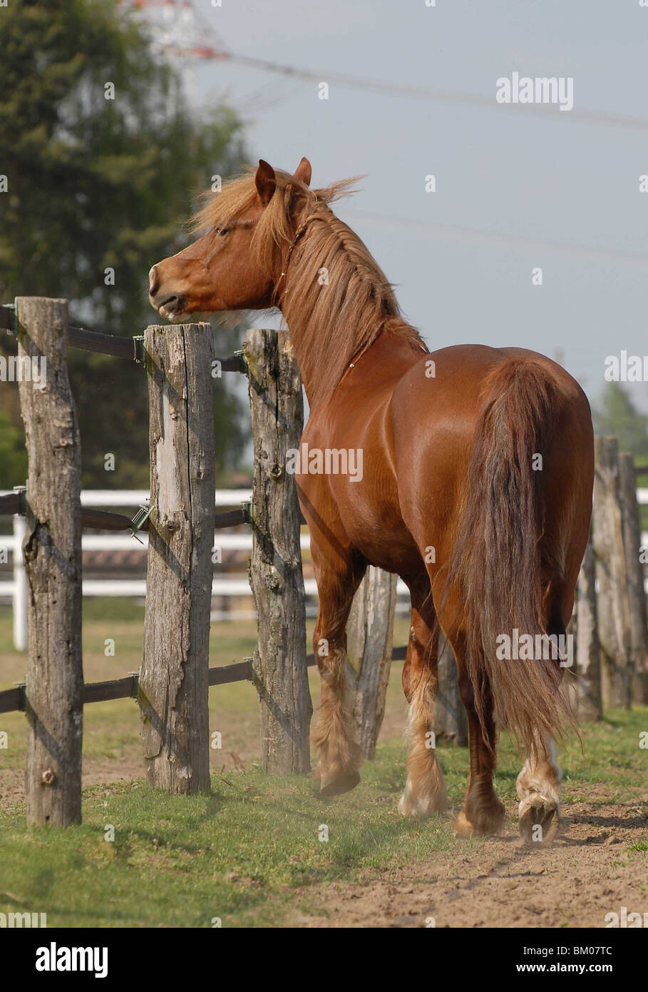 Cross bred pony hi-res stock photography and images - Alamy