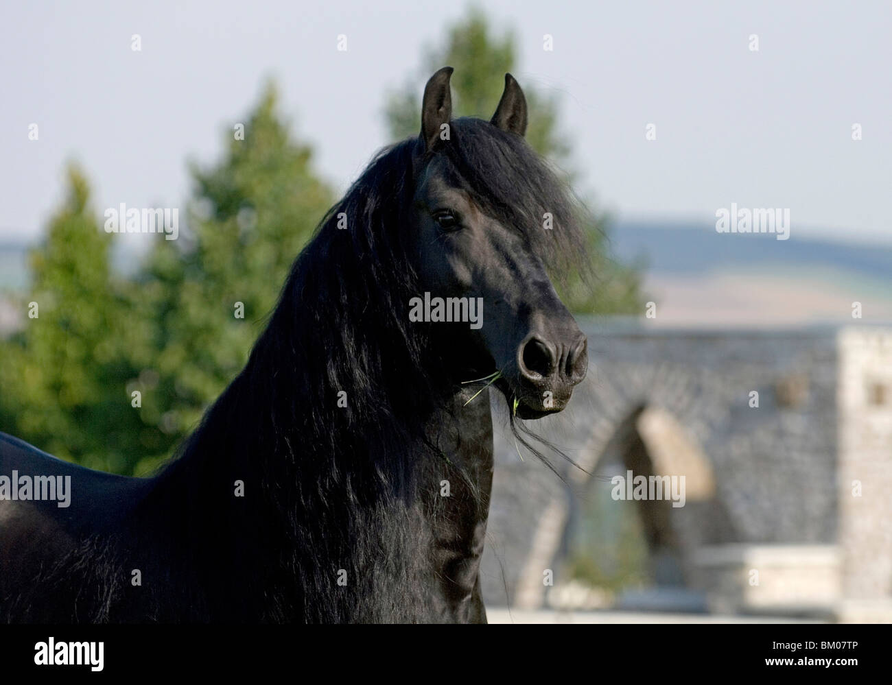 frisian stallion portrait Stock Photo - Alamy
