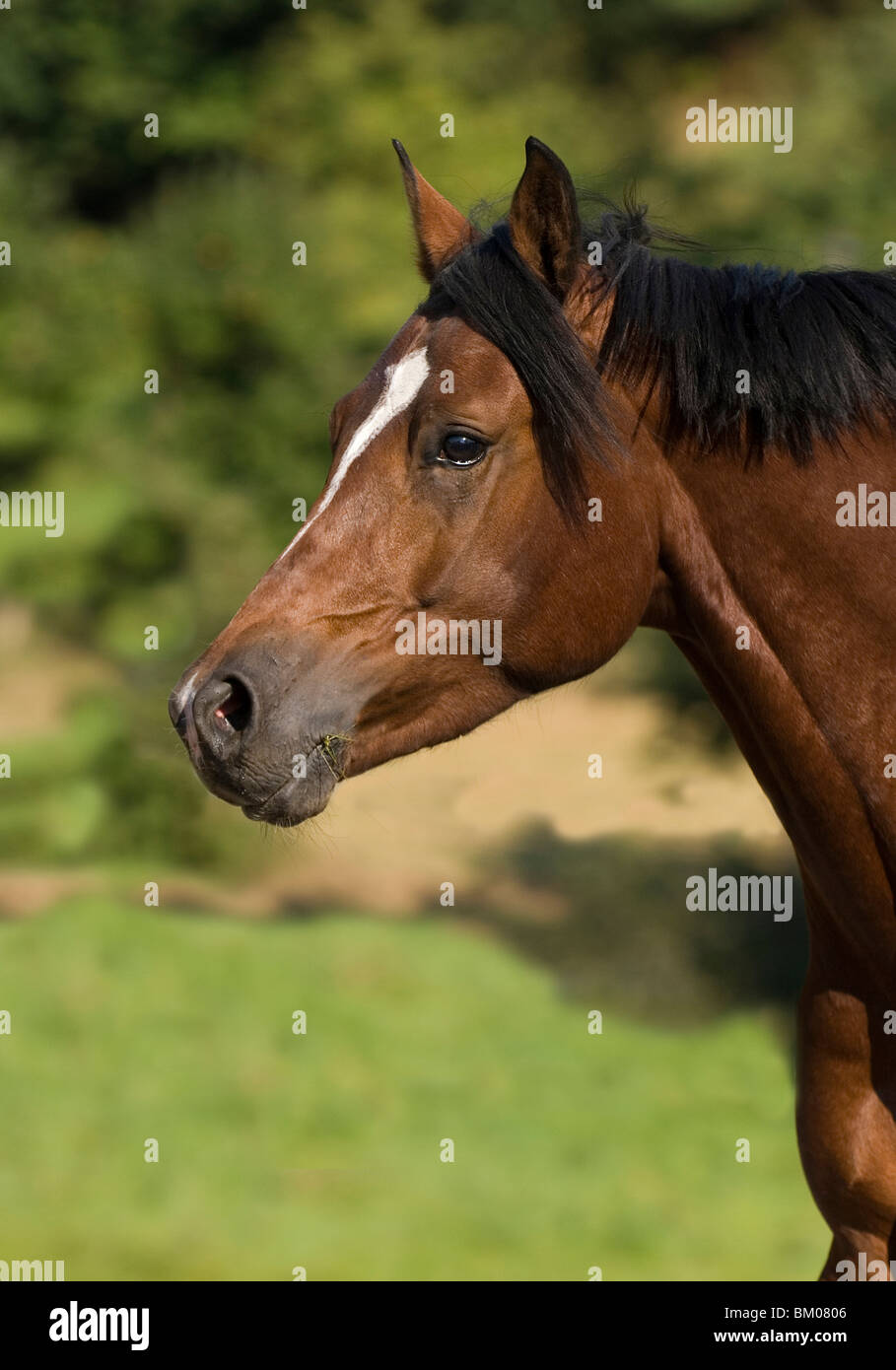 pony stallion portrait Stock Photo - Alamy