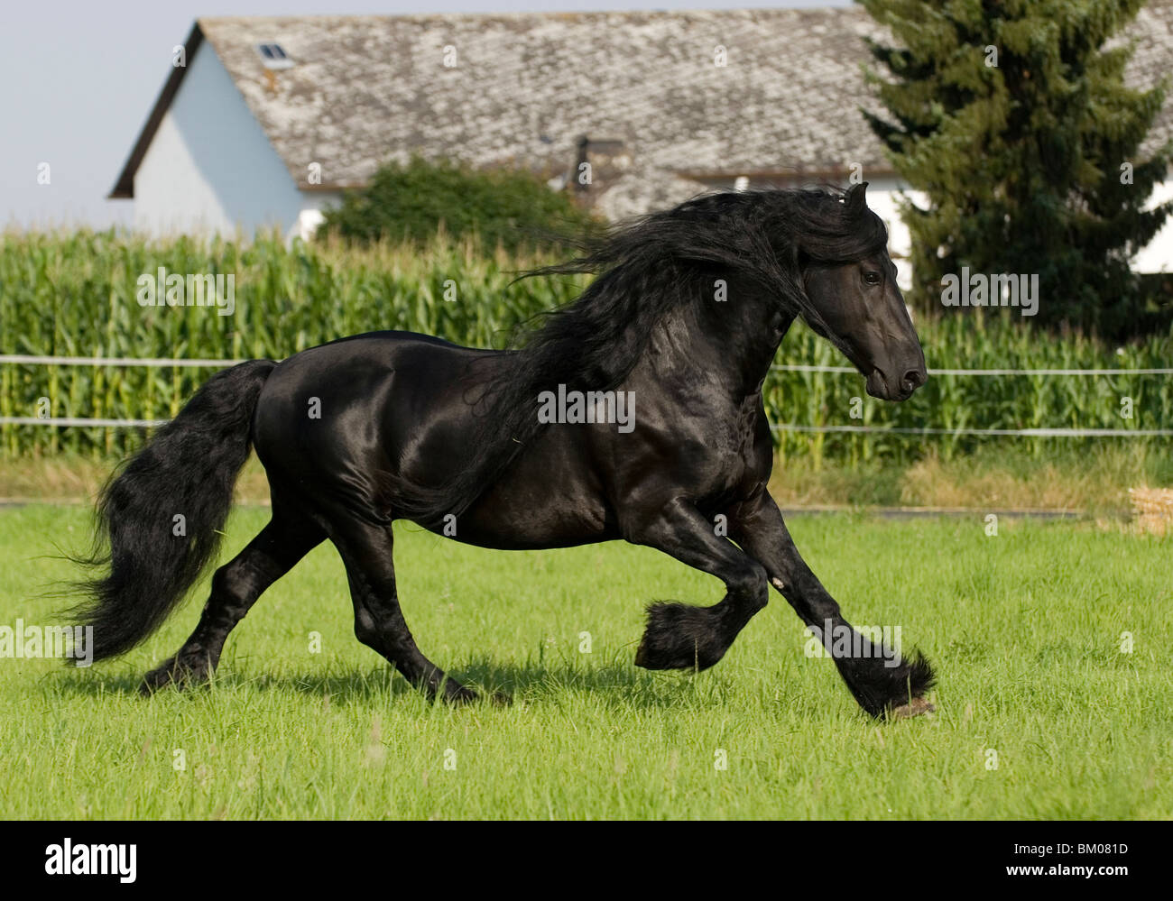 galloping frisian stallion Stock Photo - Alamy