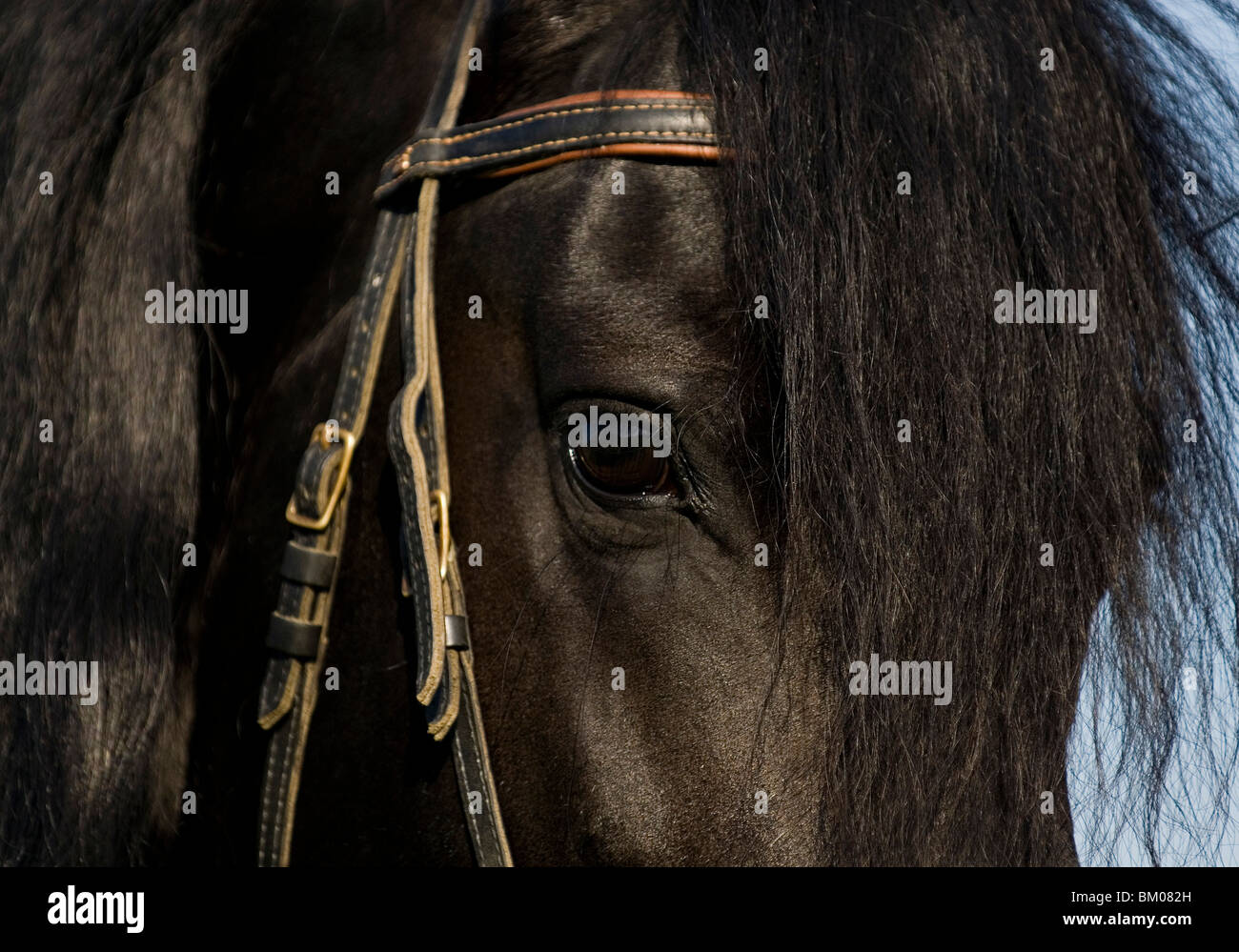 Friesian horse close up eye hi-res stock photography and images - Alamy