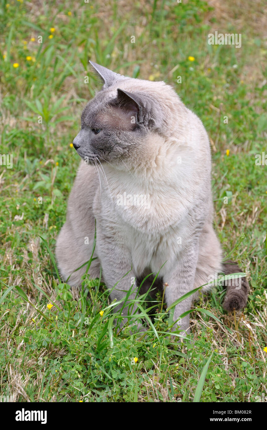 Bluepoint hi-res stock photography and images - Alamy