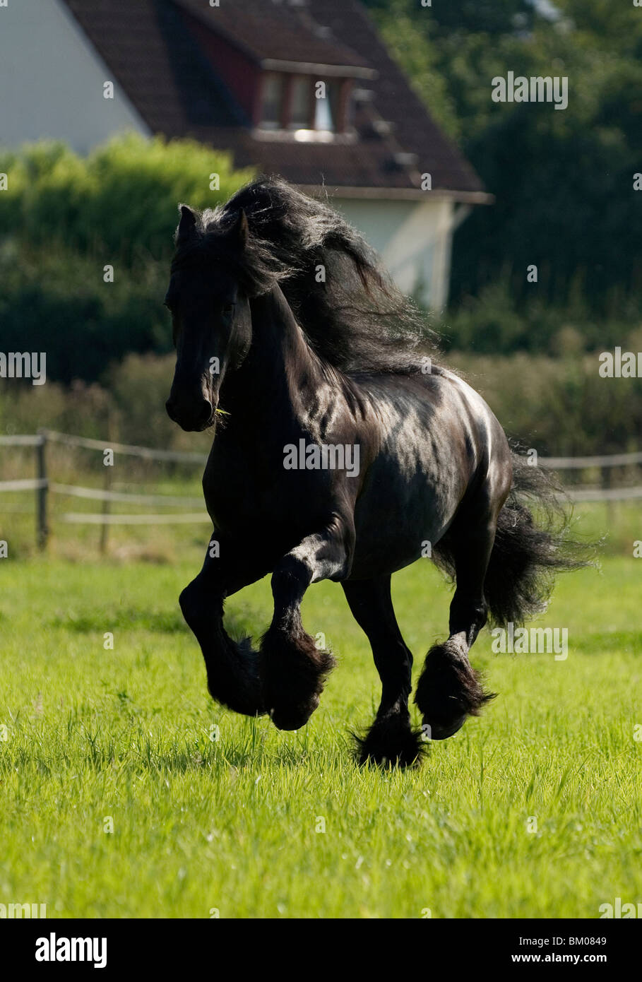 galloping frisian stallion Stock Photo - Alamy