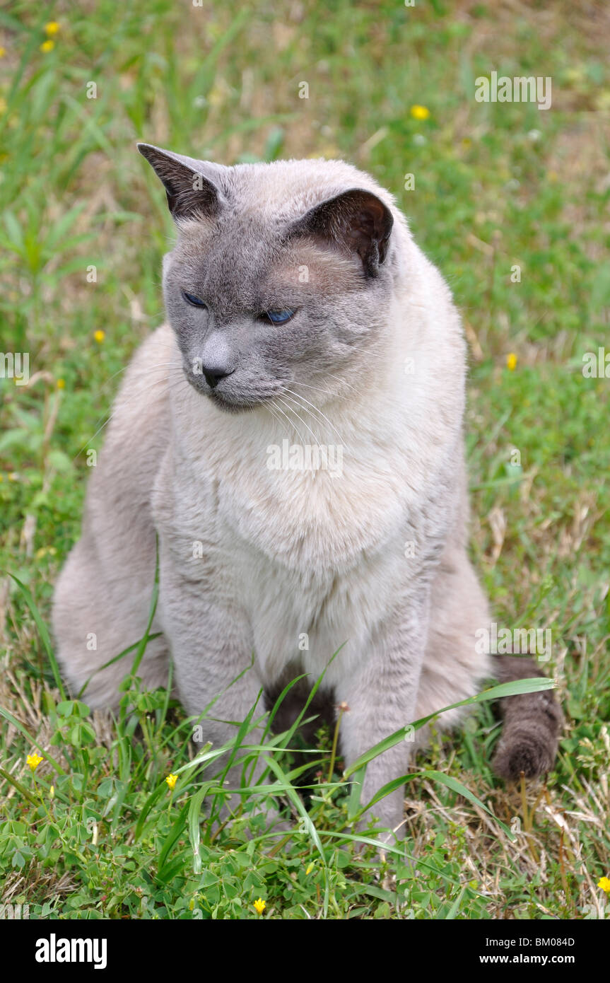 Siamese Blue Point cat Stock Photo - Alamy