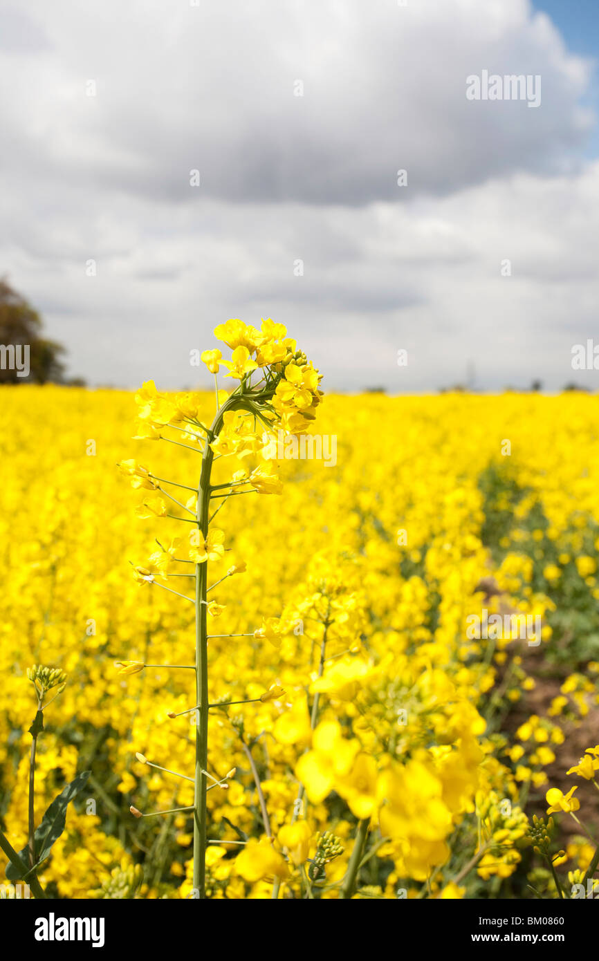 mustard crops against a nice cloudy sky Stock Photo - Alamy