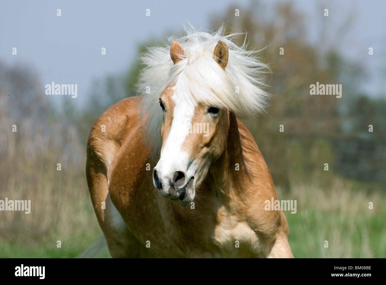 haflinger horse portrait Stock Photo - Alamy