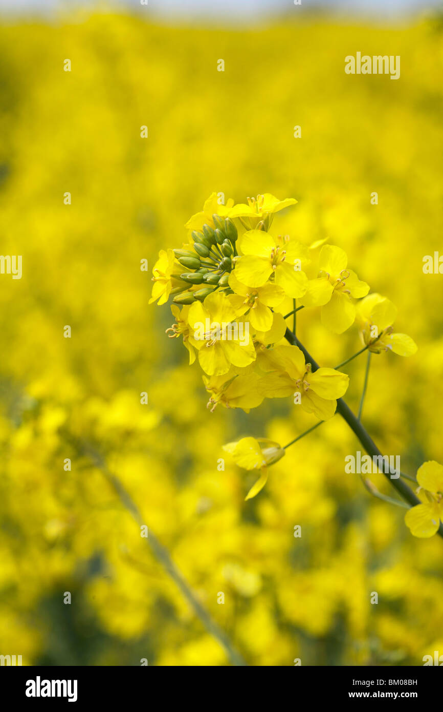 mustard crop flower against the yellow field Stock Photo - Alamy