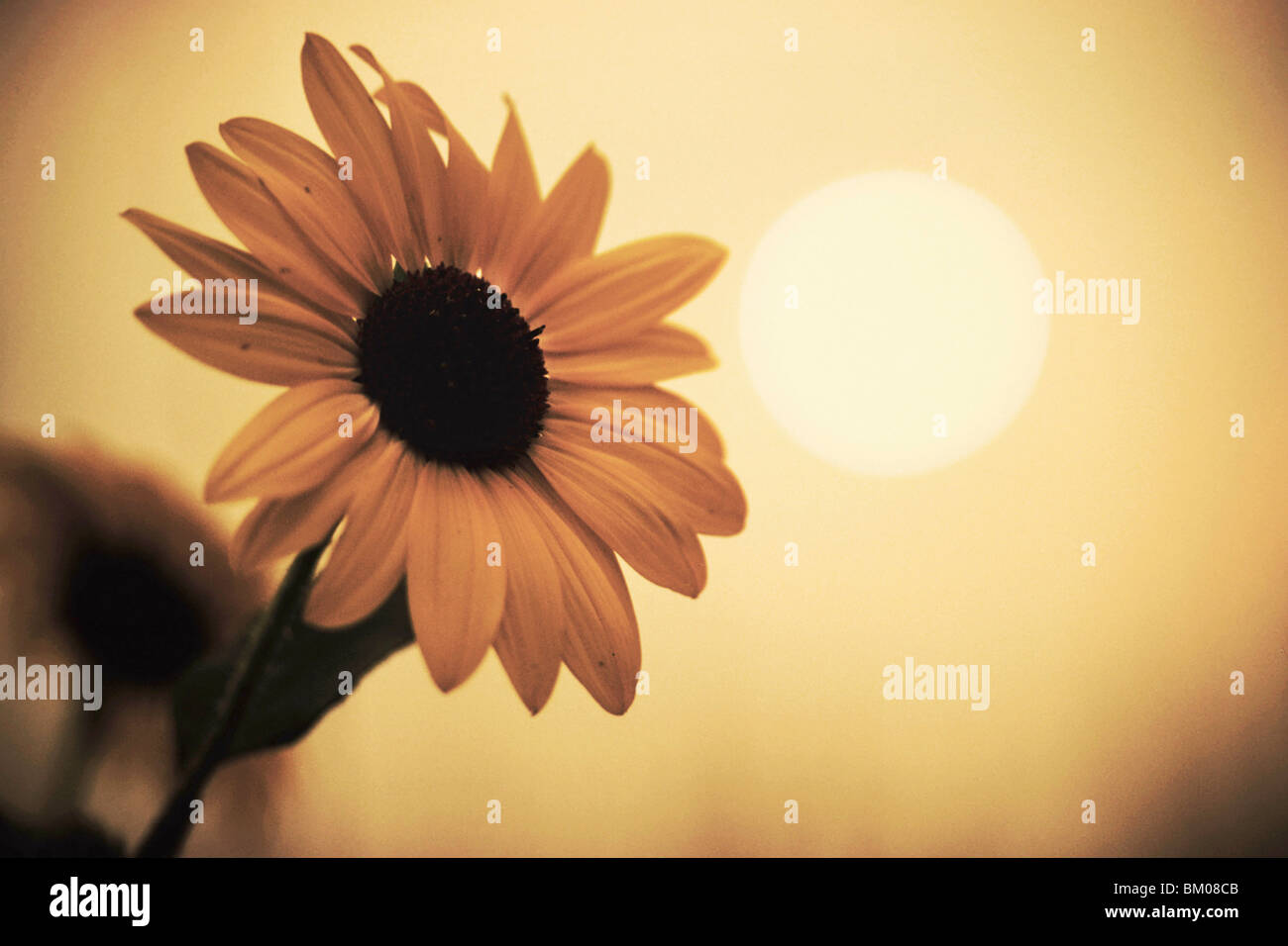 sunflower with tainted brown color and murky sun in the sky affected by ...