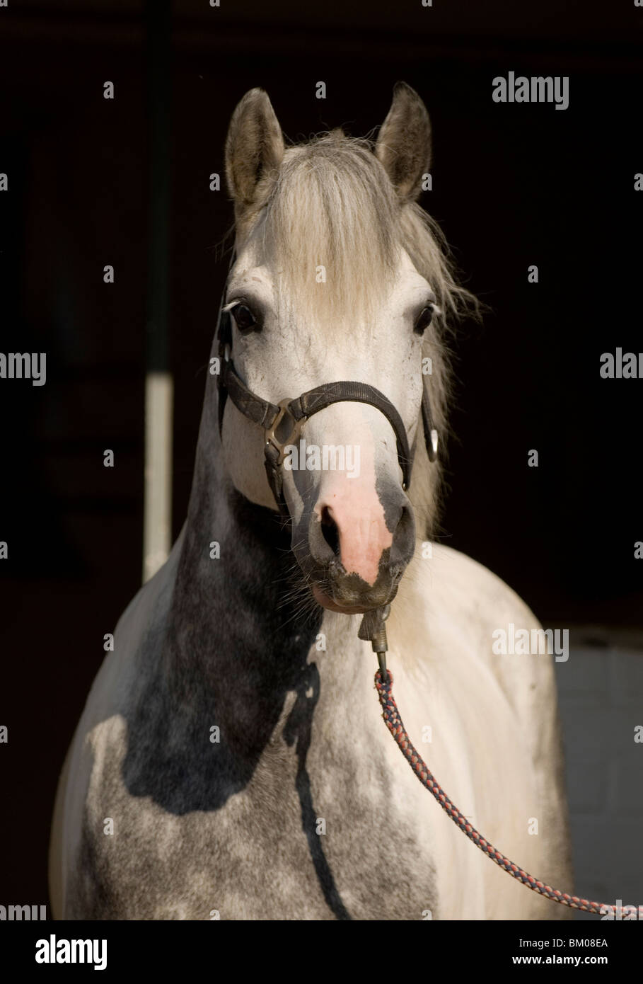 Ponyportrait hi-res stock photography and images - Alamy