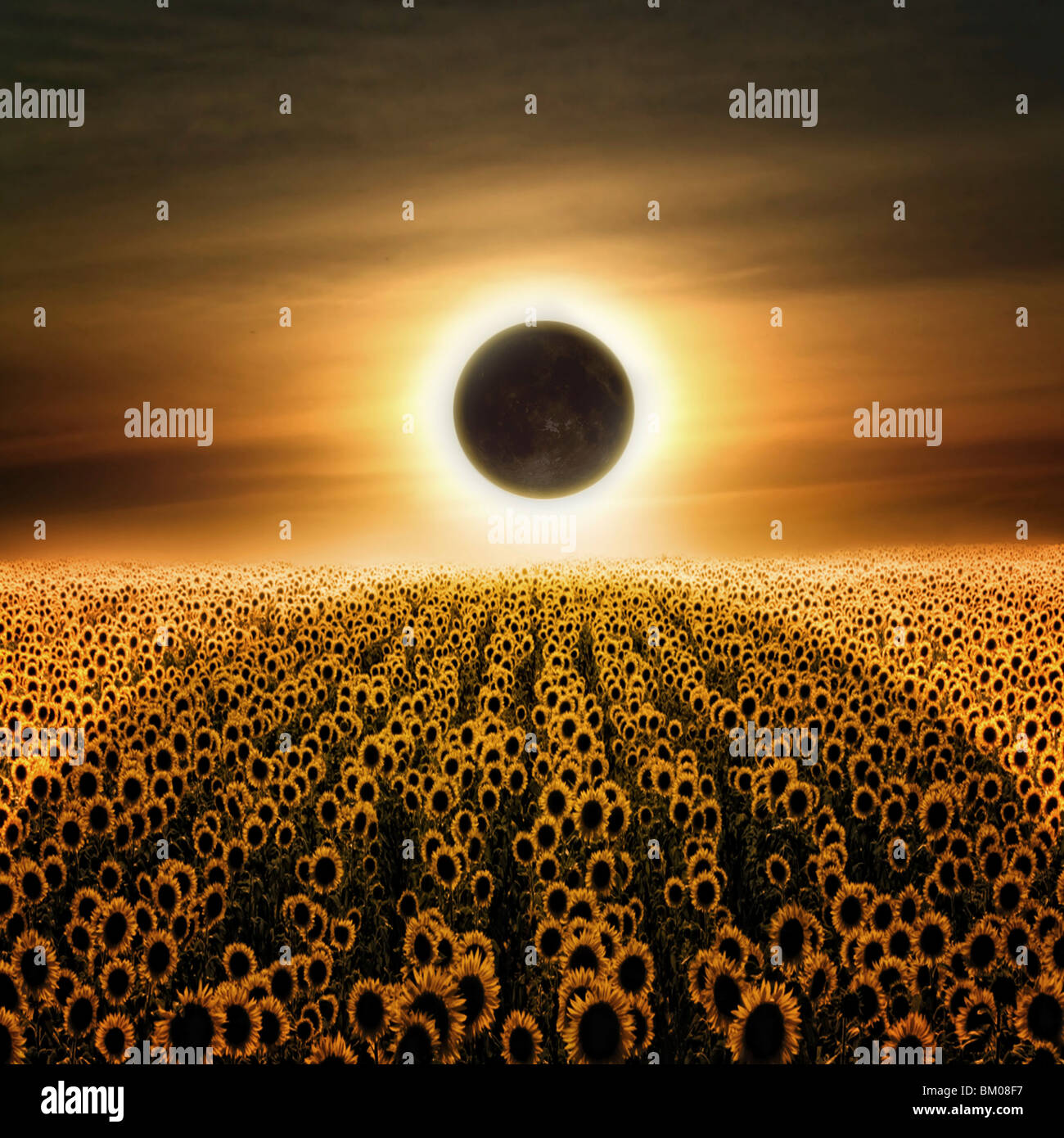 An eclipse in a field of sunflowers Stock Photo - Alamy