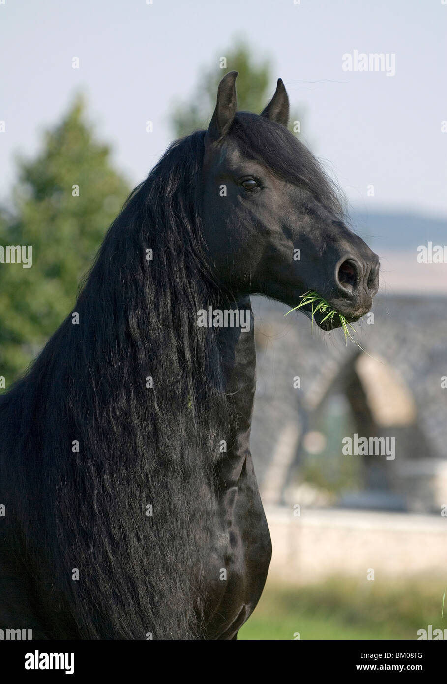 frisian stallion portrait Stock Photo - Alamy