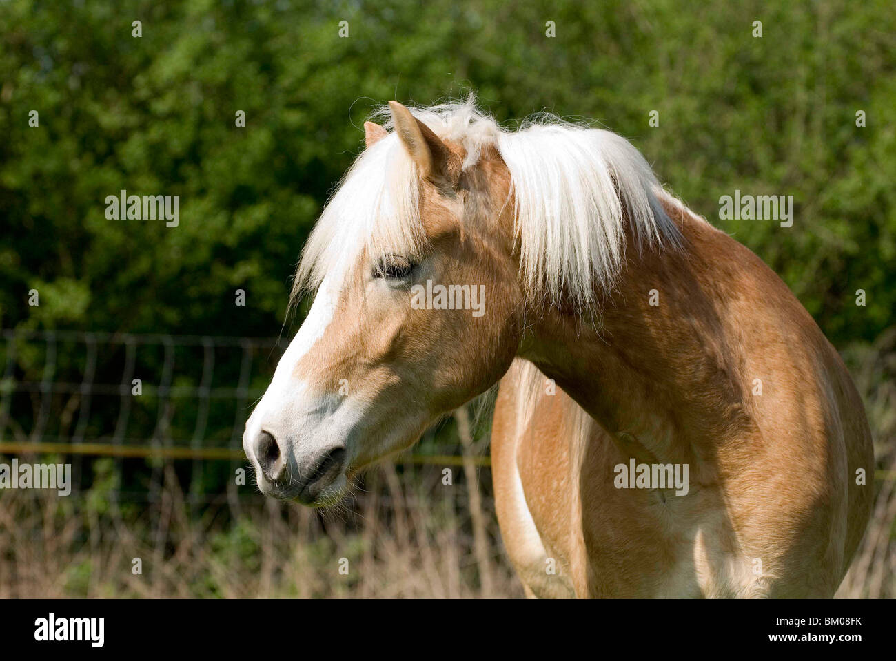 haflinger horse portrait Stock Photo - Alamy