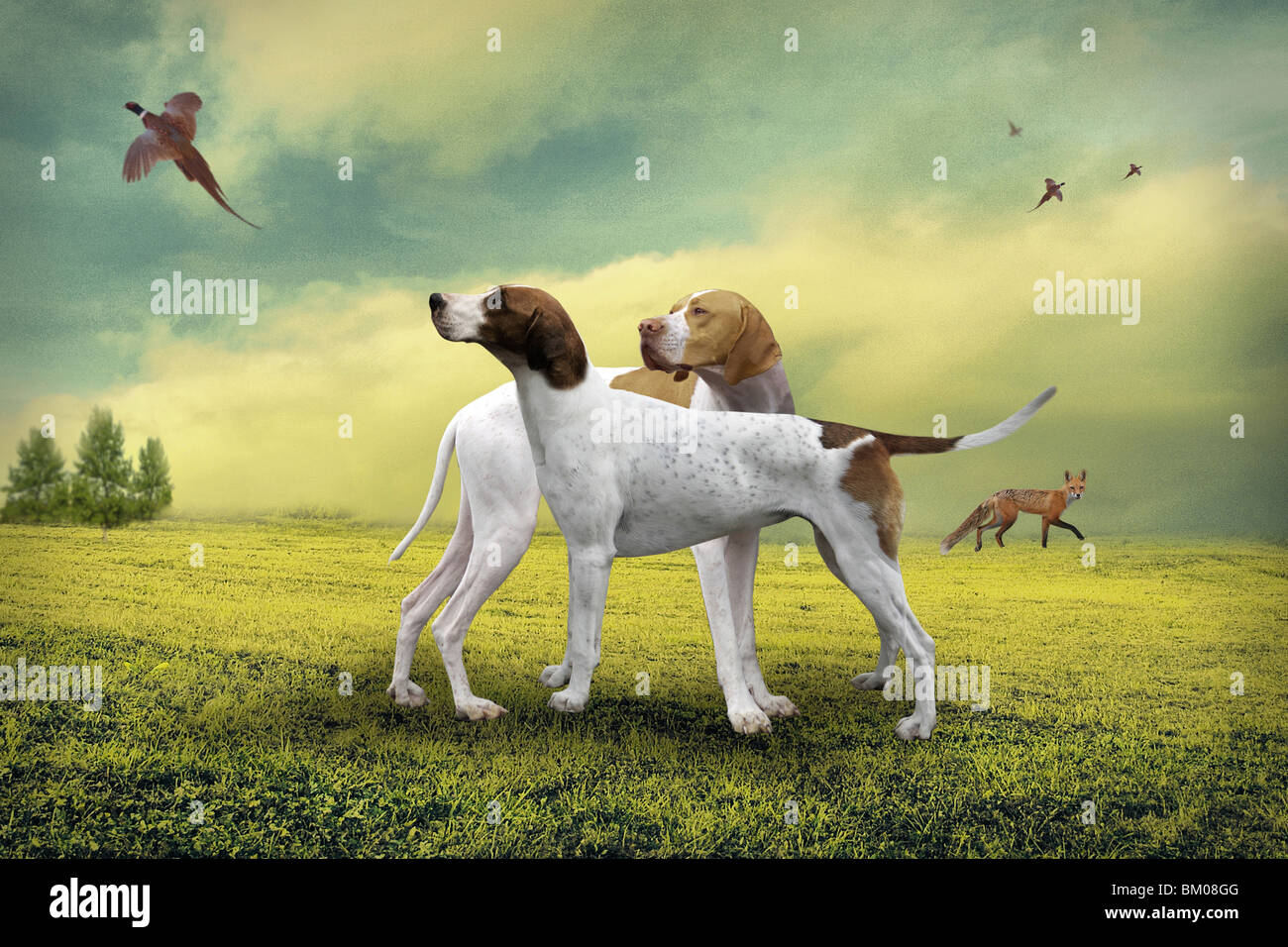 hunting dogs in country scene with pheasant Stock Photo - Alamy