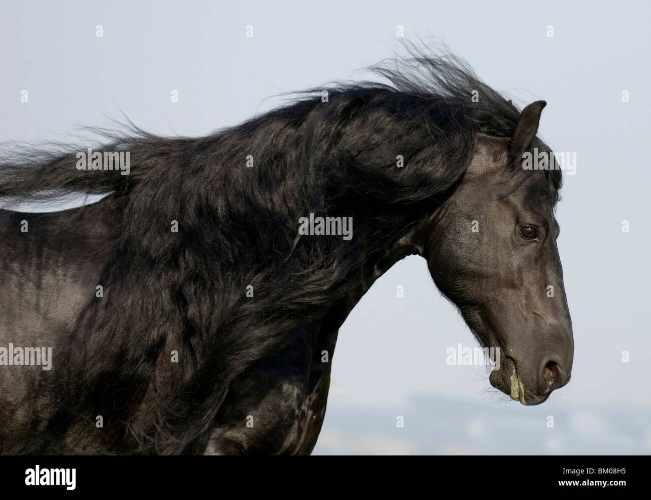 frisian stallion portrait Stock Photo - Alamy