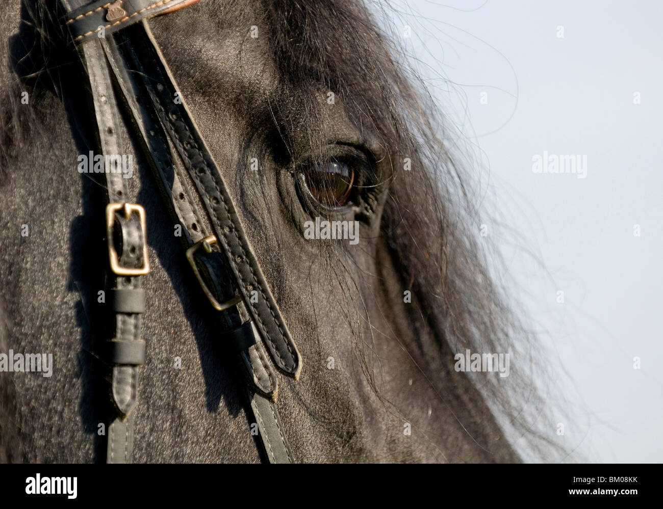 Friesian horse close up eye hi-res stock photography and images - Alamy