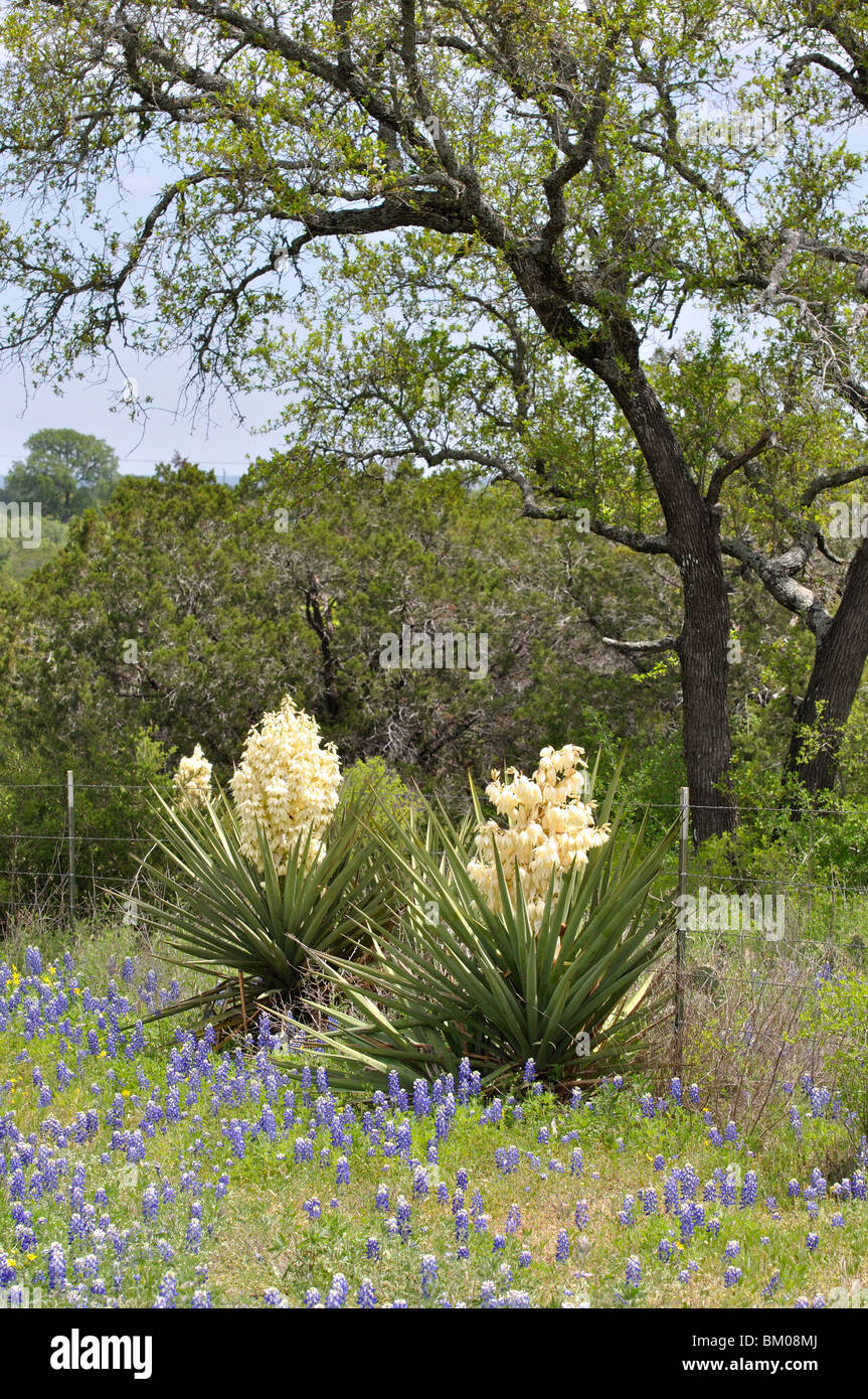 Texas yucca plants hi-res stock photography and images - Alamy
