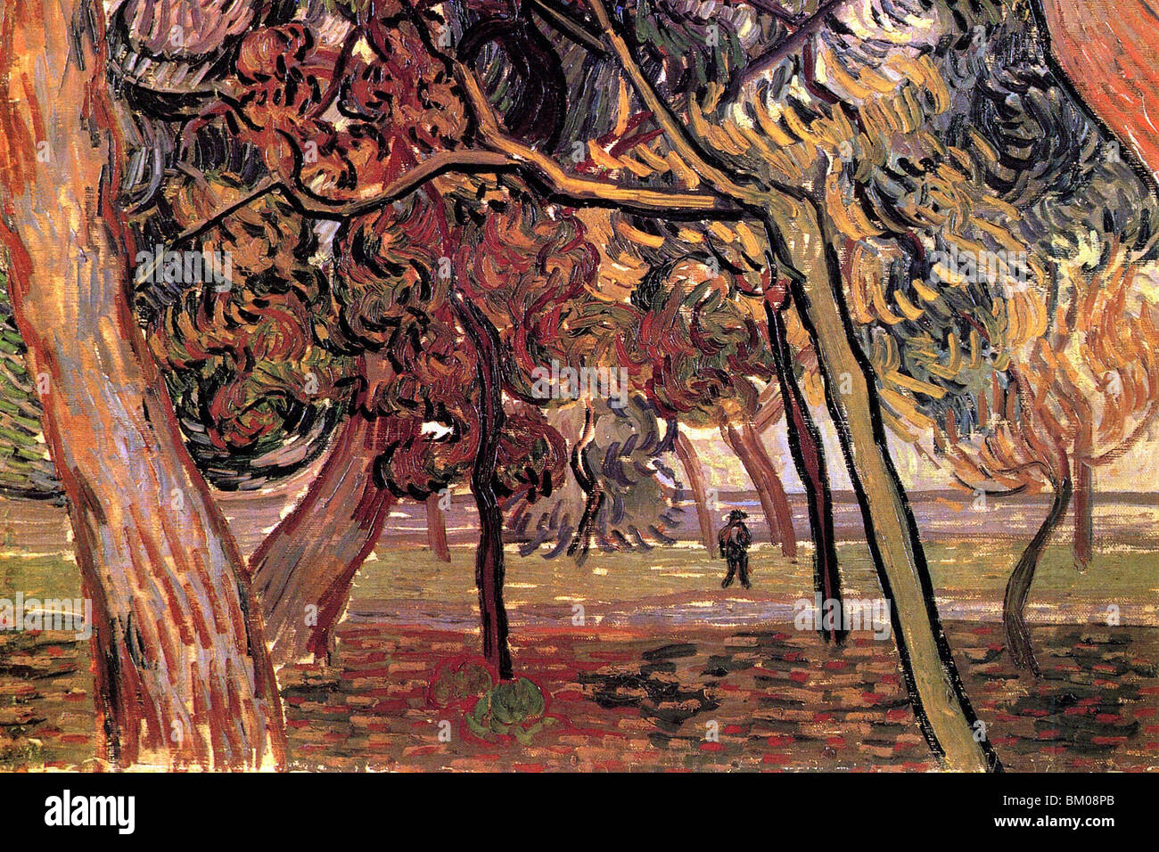 Study of Pine Trees Stock Photo - Alamy