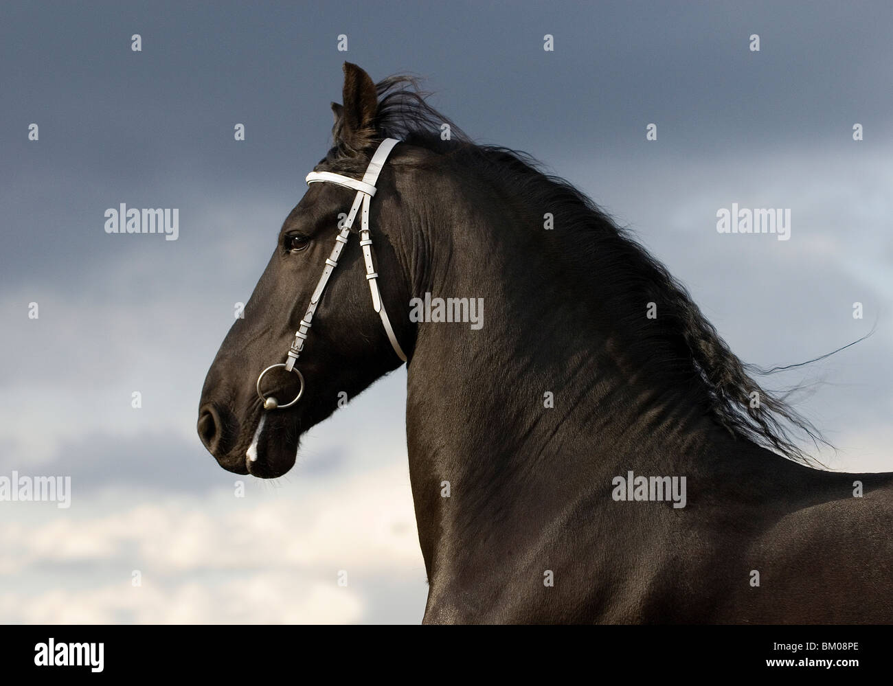 Frisians horse hi-res stock photography and images - Alamy