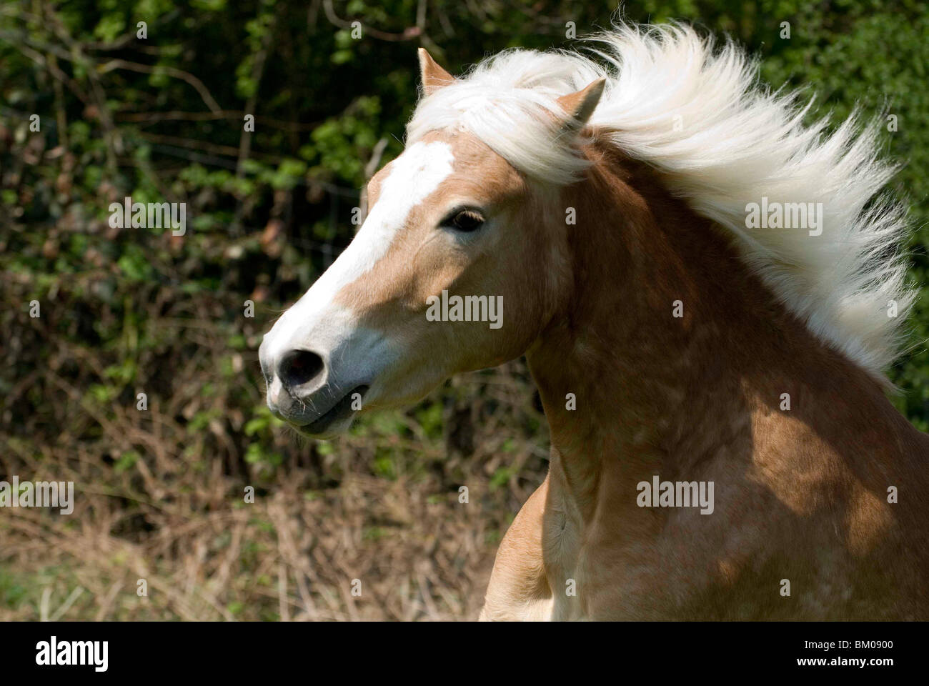 haflinger horse portrait Stock Photo - Alamy