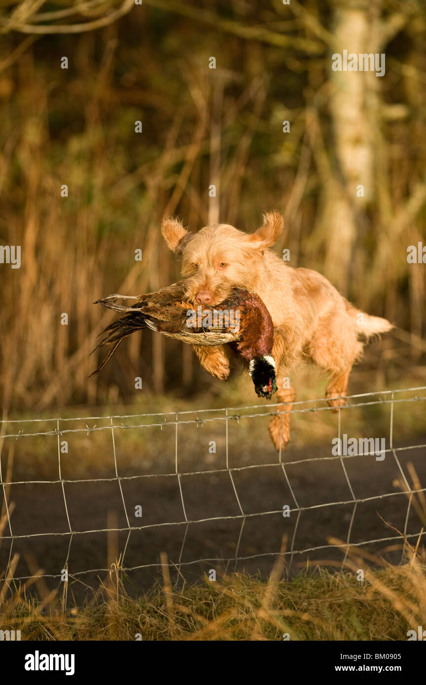 Hungarian Vizsla Hunting Dog High Resolution Stock Photography and ...