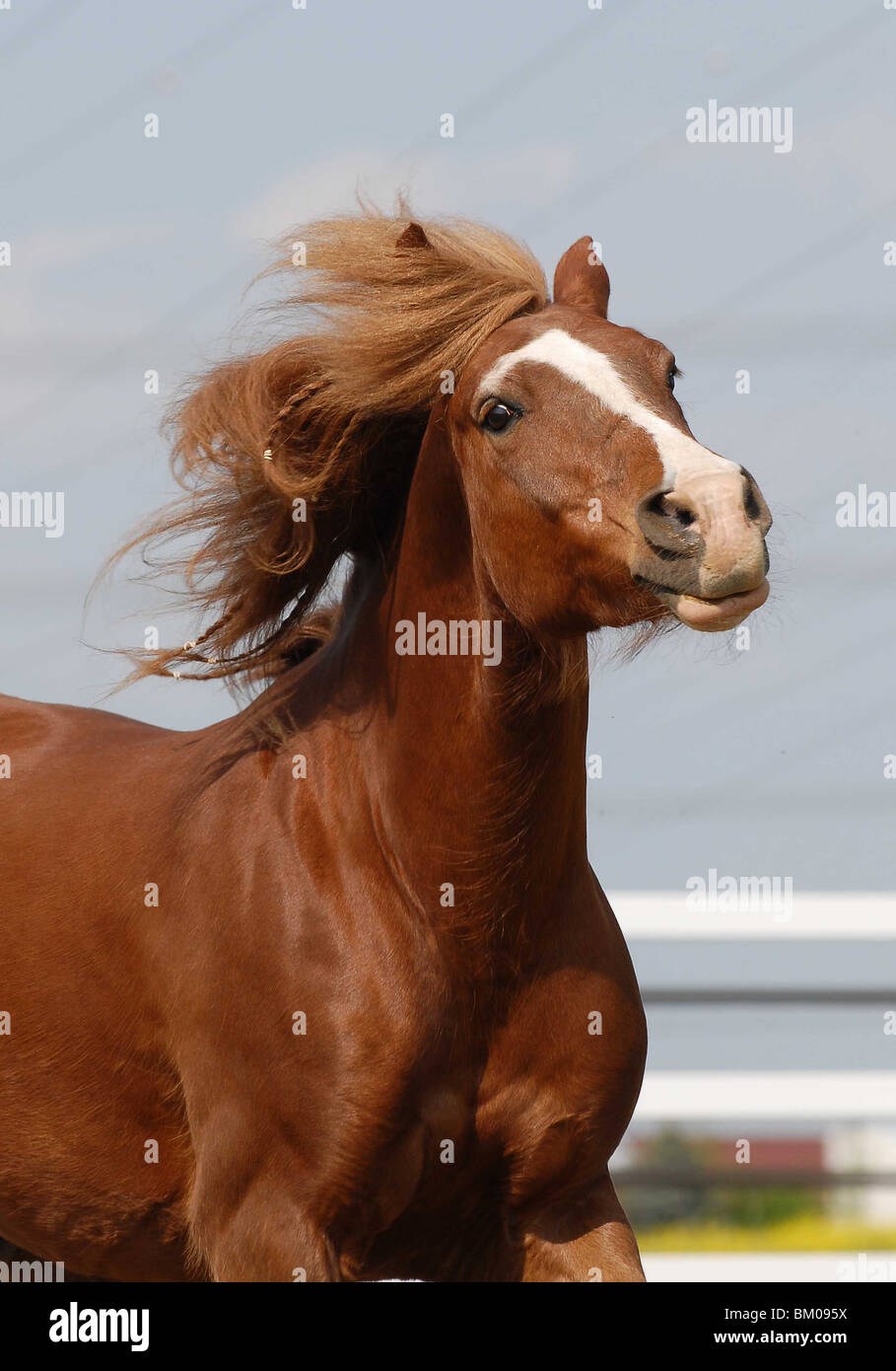 Ponyportrait hi-res stock photography and images - Alamy